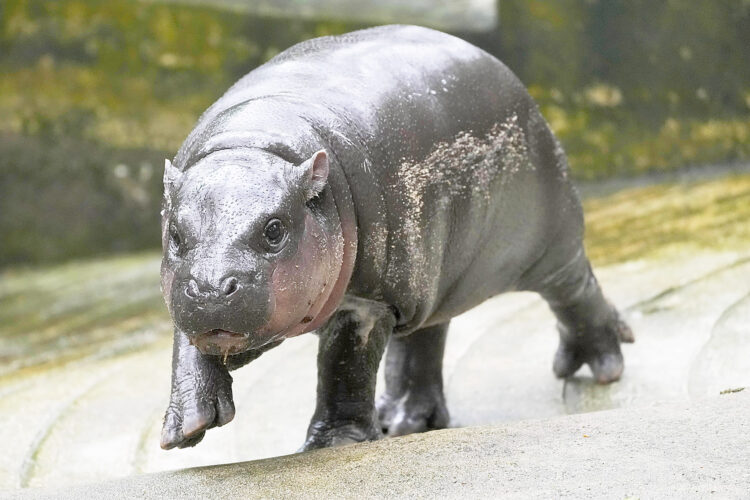 Baby hippo becomes online star | News, Sports, Jobs - Altoona Mirror
